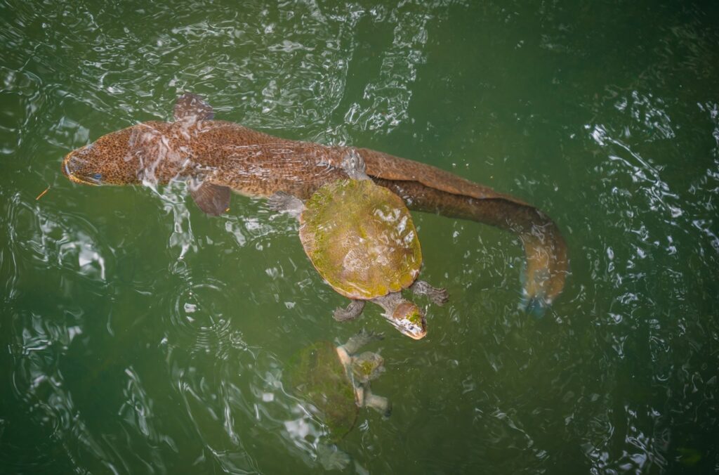 Lake Barrine Tea House - Yungaburra Village